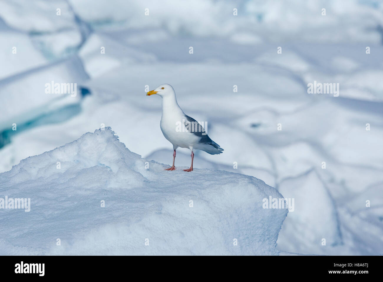 Glaucous Gull (Larus hyperboreus) on pack ice, Svalbard, Norway Stock ...