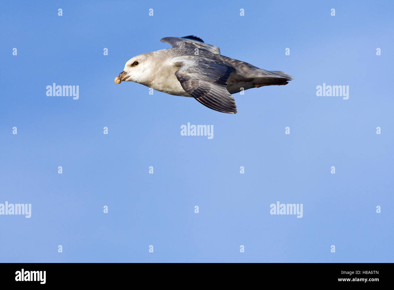 Northern Fulmar (Fulmarus glacialis) flying, Svalbard, Norway Stock ...