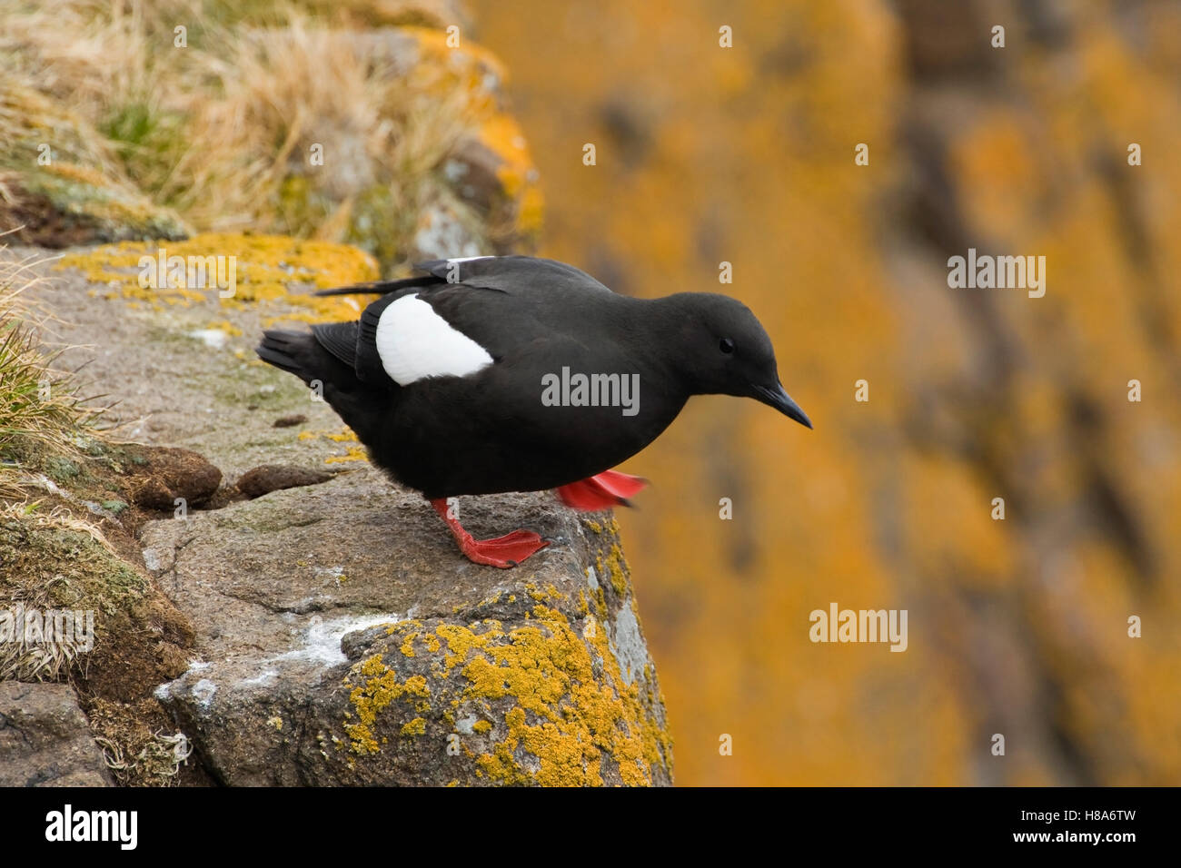 Black Guillemot (Cepphus grylle) at edge of cliff, Svalbard, Arctic ...