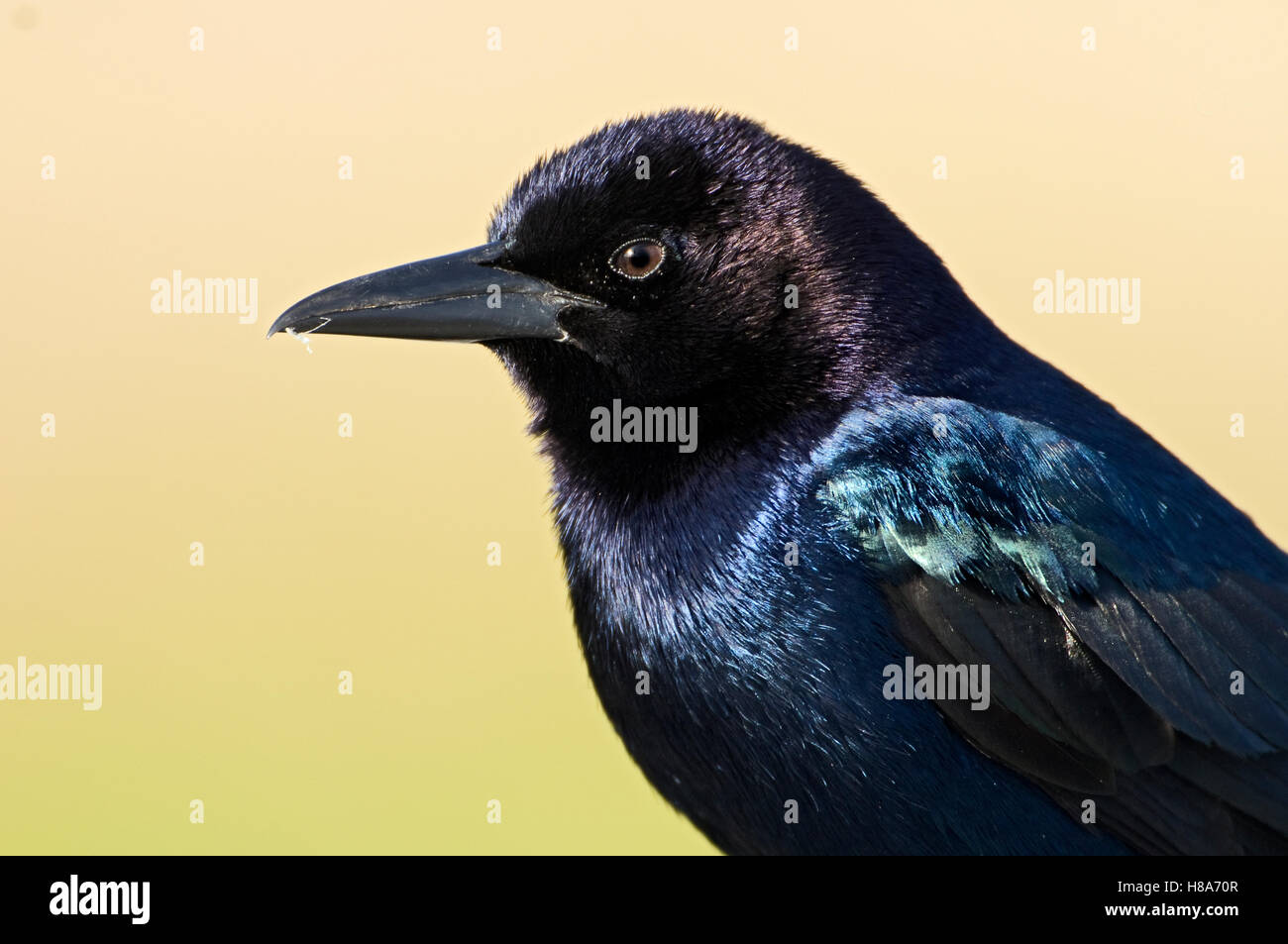 Boat-tailed Grackle (Quiscalus major), Everglades National Park ...