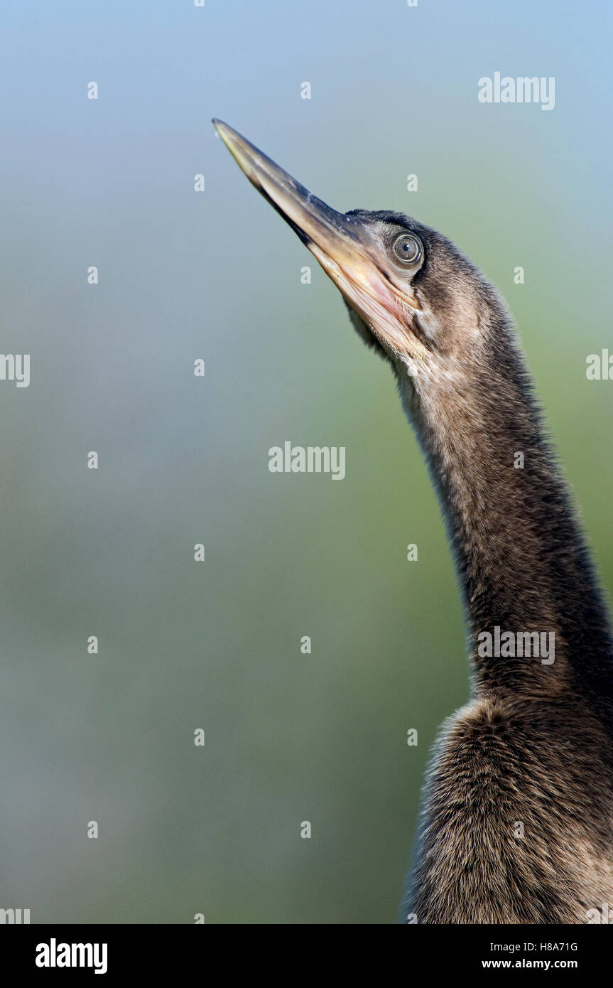 American Darter (Anhinga anhinga), Everglades National Park, Florida ...