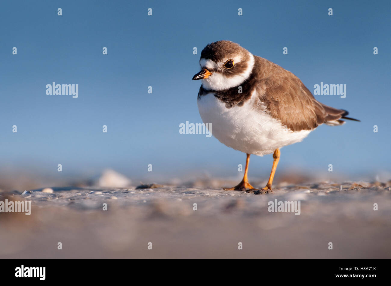 Semipalmated Plover (Charadrius semipalmatus) on the beach, Marco ...