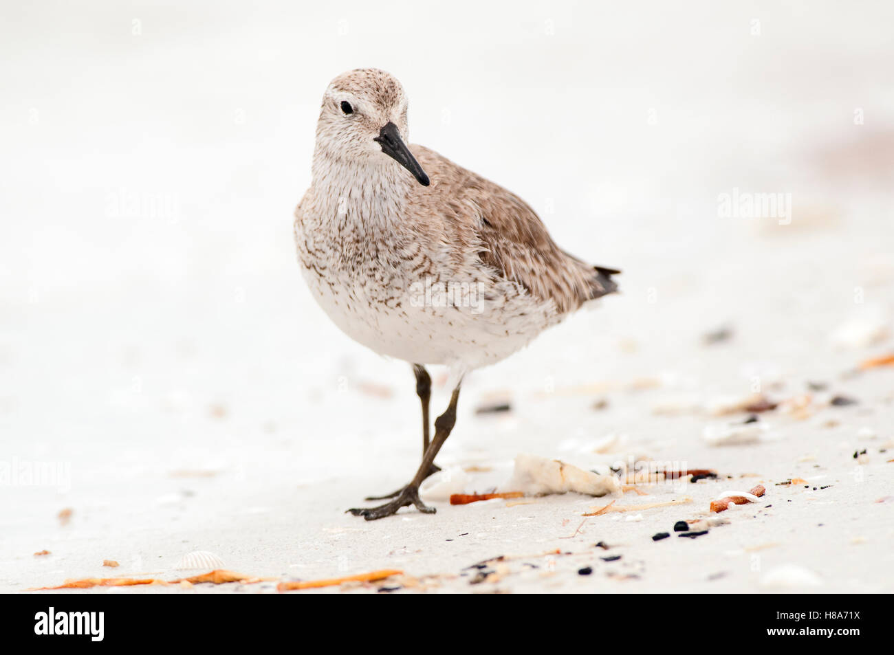 Red Knot (Calidris canutus) on the beach, Marco Island, Florida Stock ...