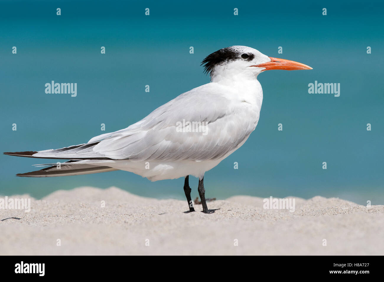 Royal Tern (Thalasseus maximus) on the beach, Miami Beach, Miami, Florida Stock Photo - Alamy