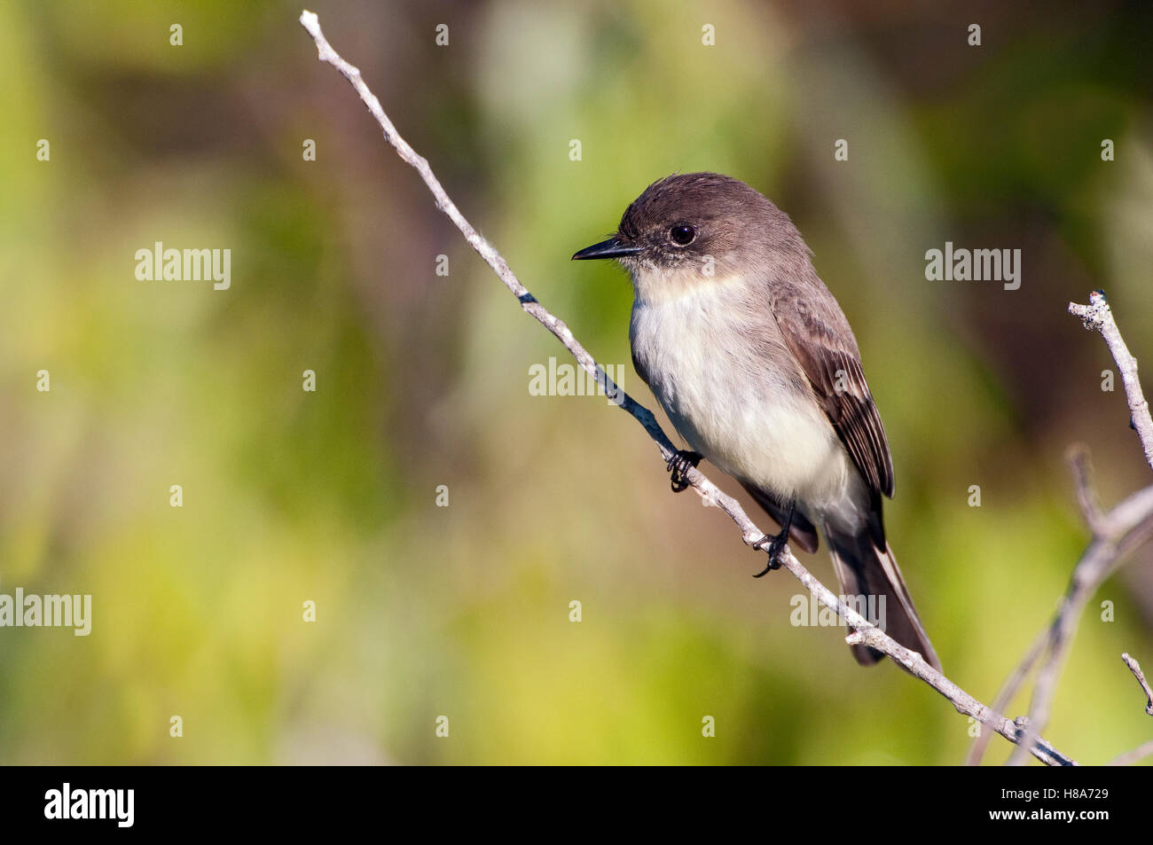 Eastern Phoebe (Sayornis phoebe), Everglades National Park, Florida ...