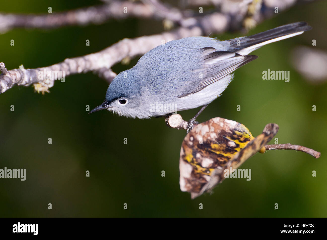 Blue-grey Gnatcatcher (Polioptila caerulea), Everglades National Park ...