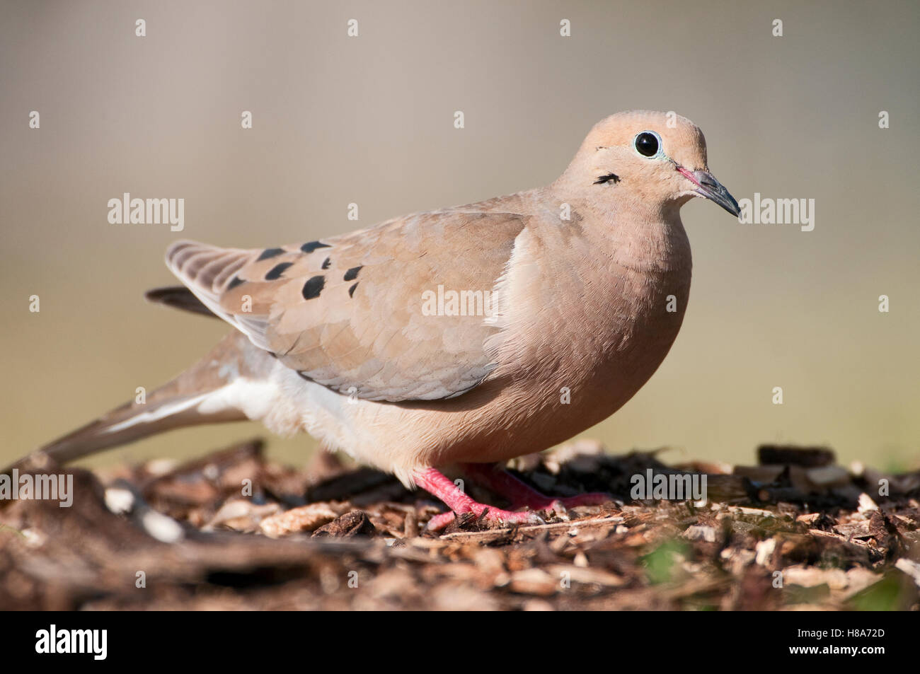 Mourning Dove (Streptopelia decipiens), Florida Stock Photo - Alamy