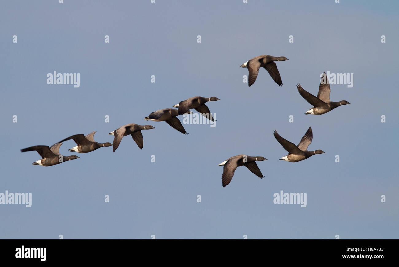 Brant (Branta bernicla) duck flock flying, IJmuiden, Noord-Holland ...