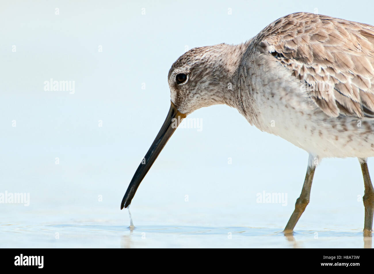 Short-billed Dowitcher (Limnodromus griseus), Florida Stock Photo - Alamy