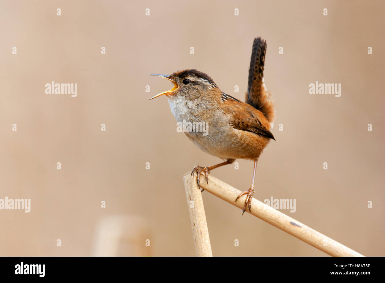 Marsh Wren (Cistothorus palustris) singing from reed, Vancouver ...