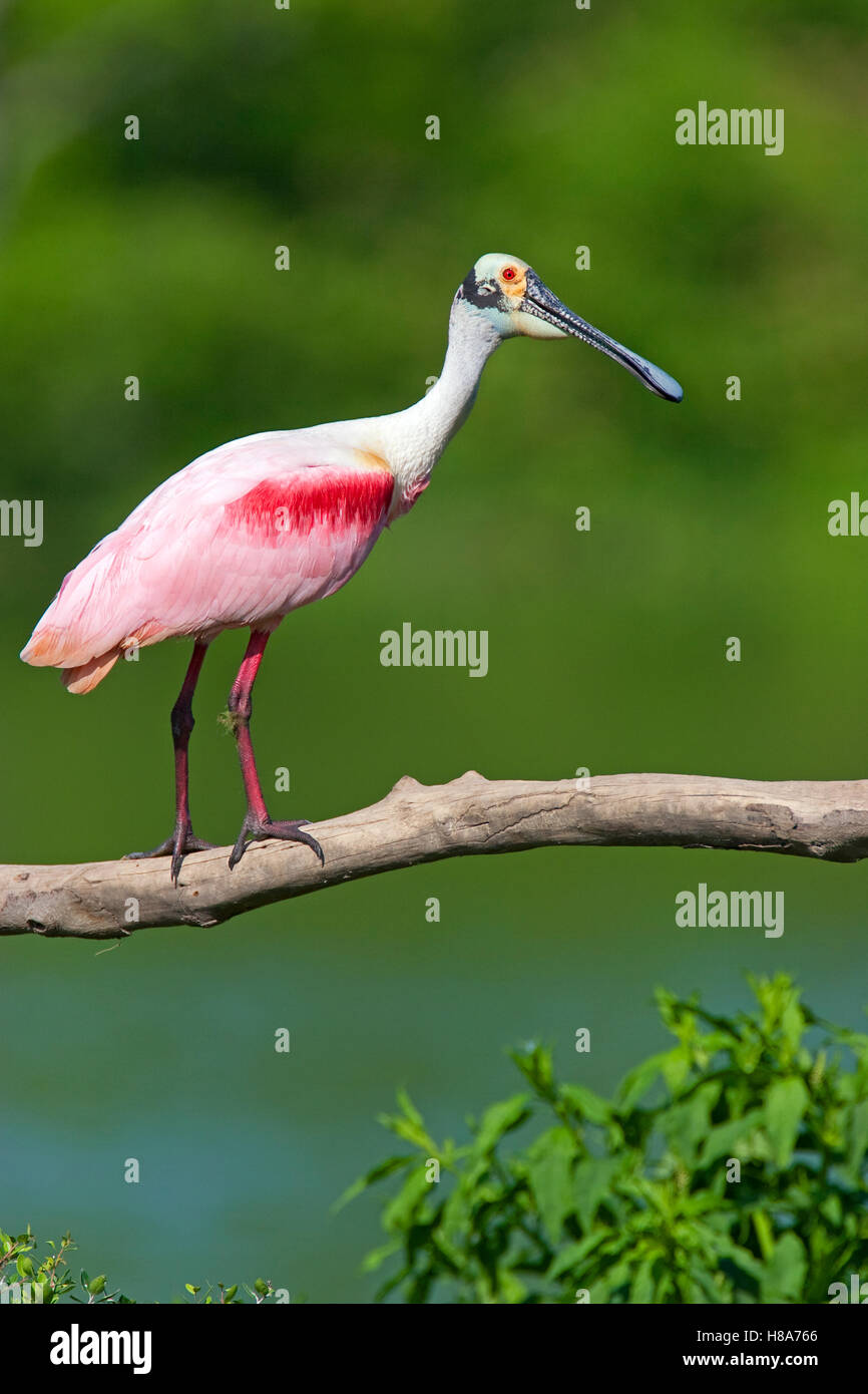 Roseate Spoonbill (Platalea ajaja) male standing on a branch, Winnie ...