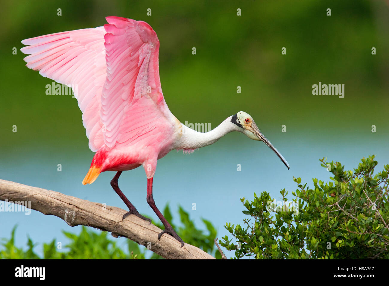 Roseate Spoonbill (Platalea ajaja) male flapping its wings, Winnie ...