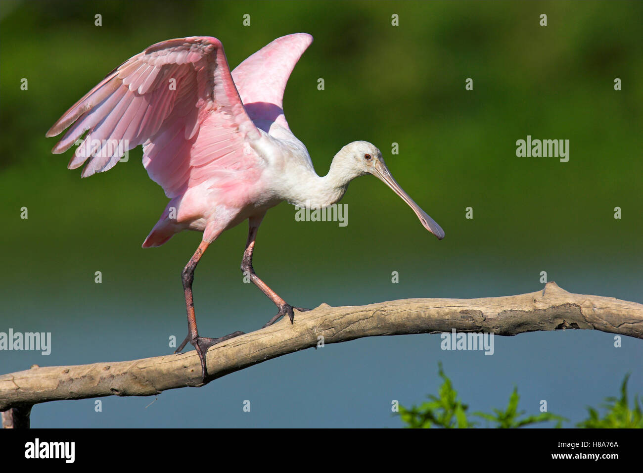 Roseate Spoonbill (Platalea ajaja) juvenile standing on a branch ...