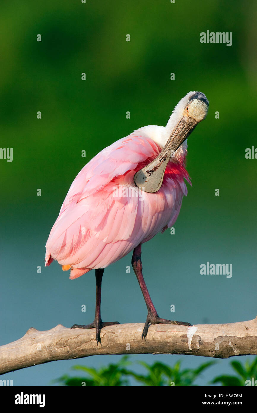 Roseate Spoonbill (Platalea ajaja) male preening, Winnie, Texas Stock ...
