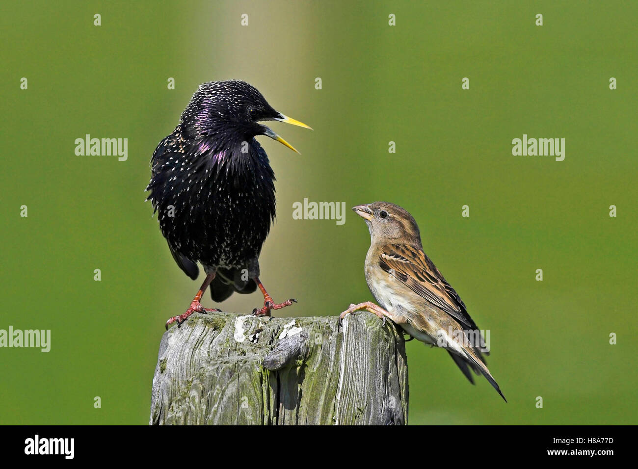 Common Starling (Sturnus vulgaris) male chasing Tree Sparrow (Passer ...