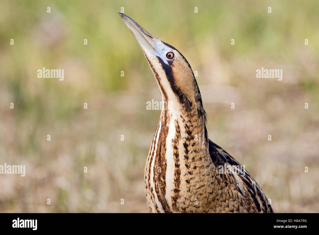 Great Bittern (Botaurus stellaris), Friesland, Netherlands Stock Photo ...