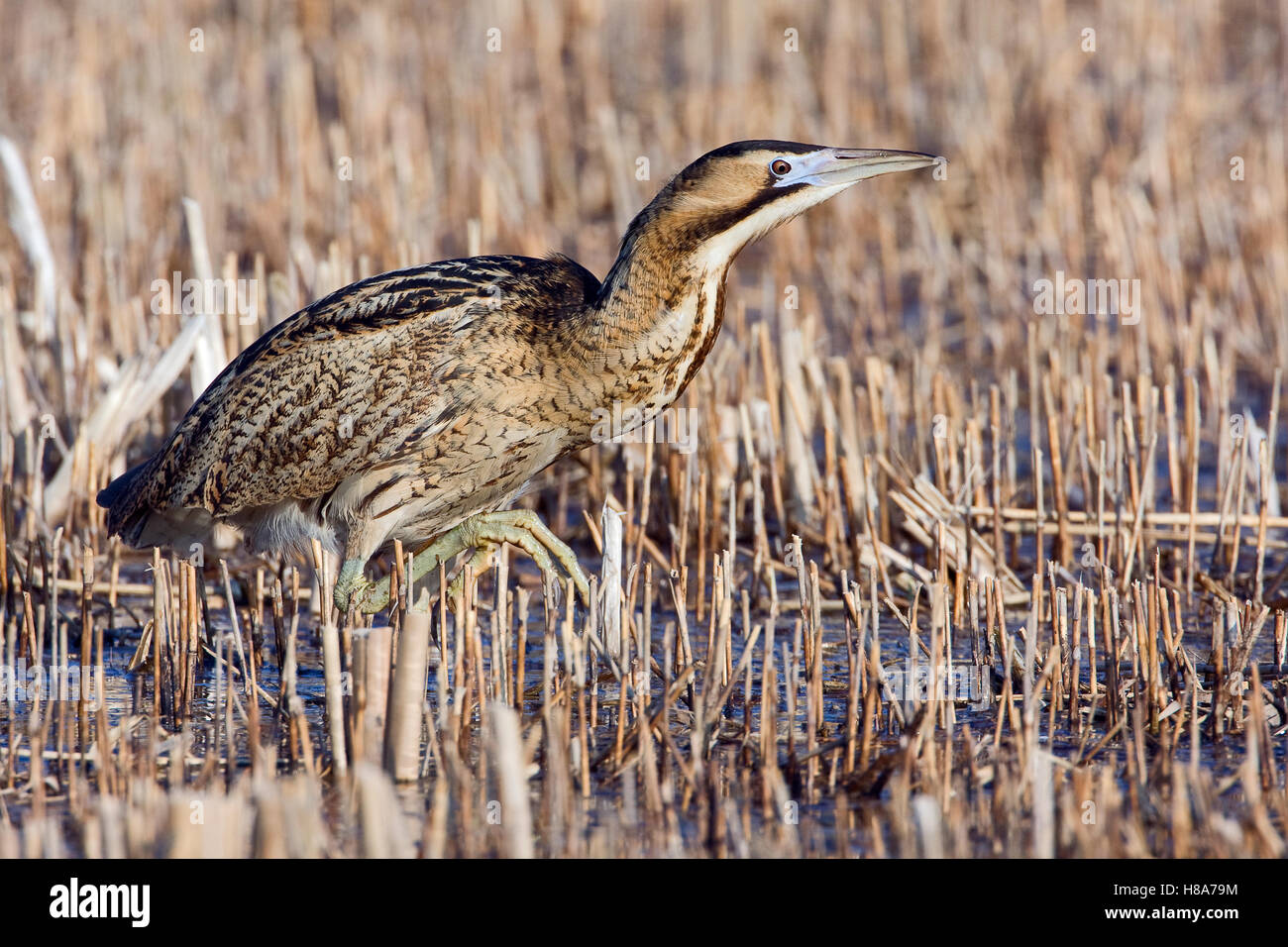 Great Bittern (Botaurus stellaris) amidst cut reeds, Friesland ...