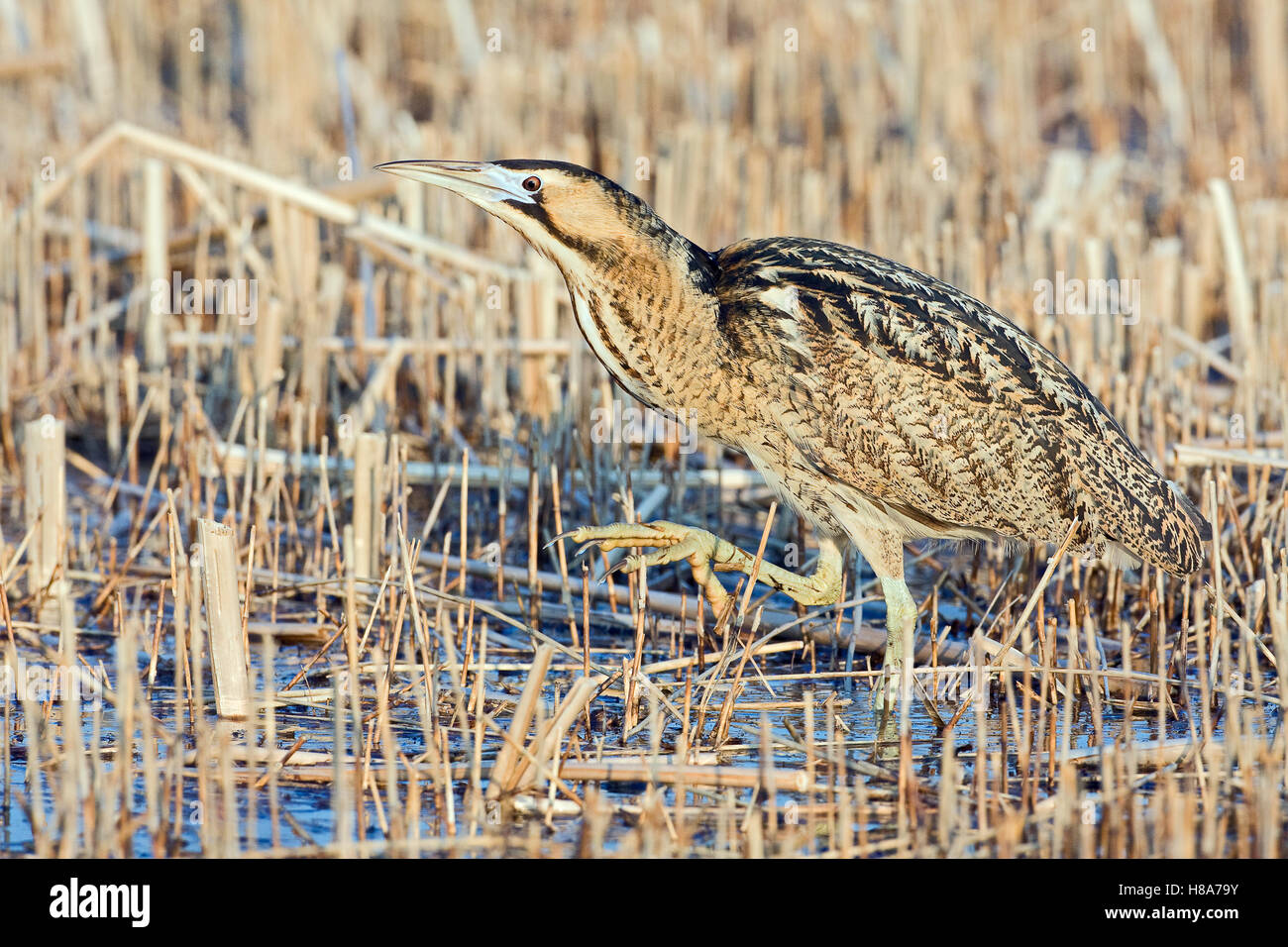 Great Bittern (Botaurus stellaris) amidst cut reeds, Friesland ...