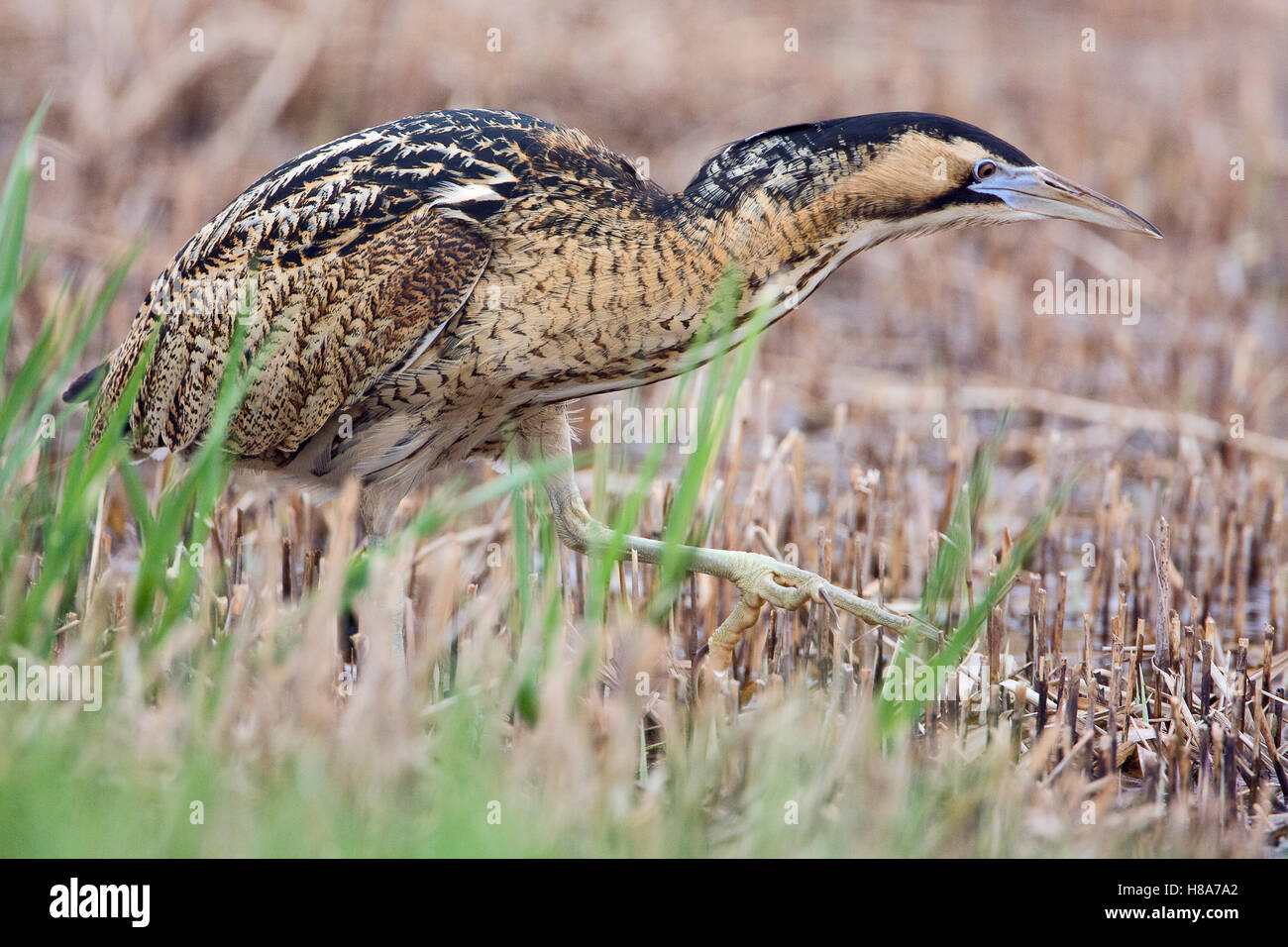 Great Bittern (Botaurus stellaris) amidst cut reeds, Friesland ...