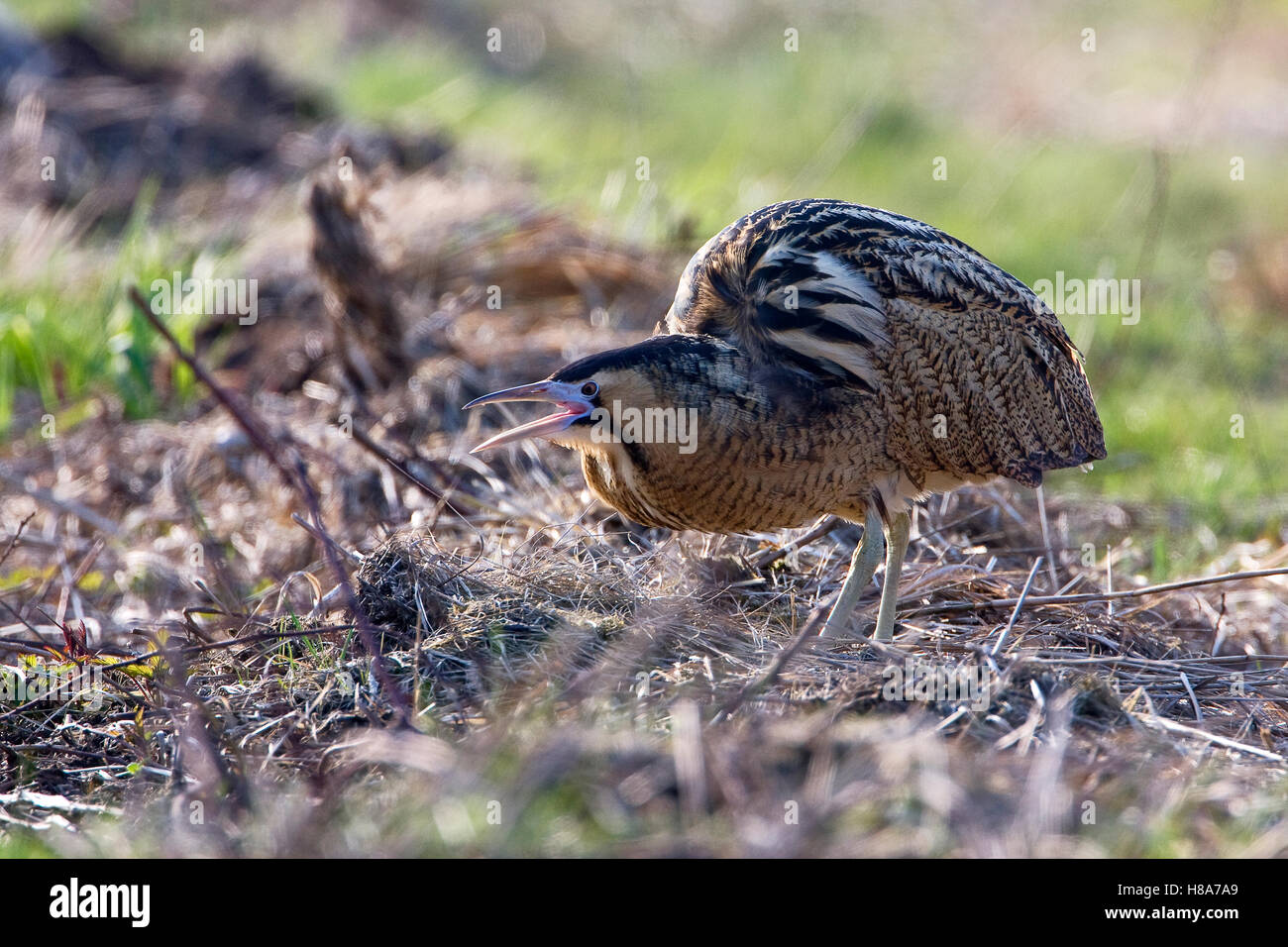Great Bittern (Botaurus stellaris) calling, Friesland, Netherlands ...