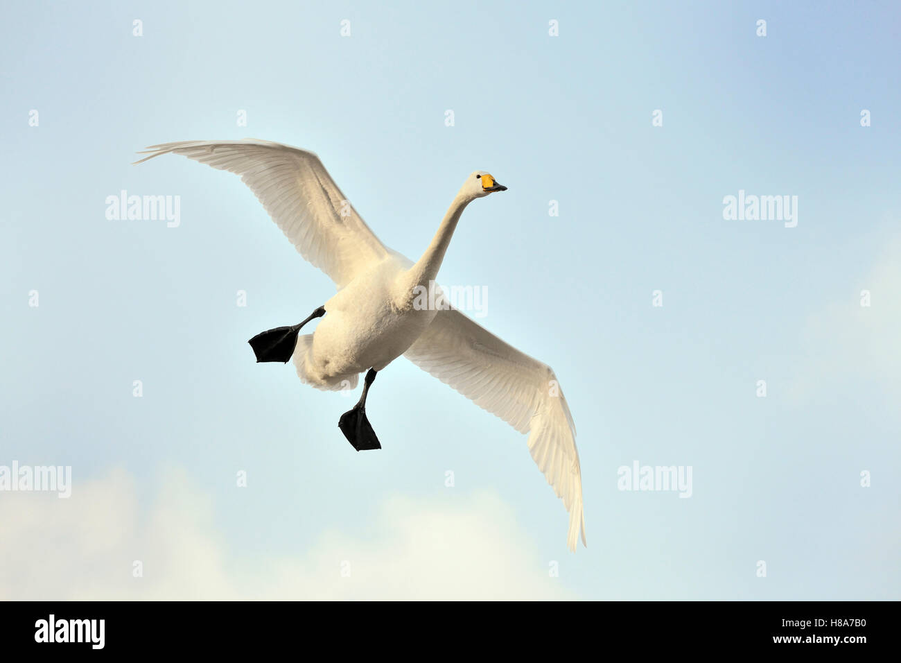 Whooper Swan (Cygnus cygnus) flying, Lake Kussharo, Hokkaido, Japan ...
