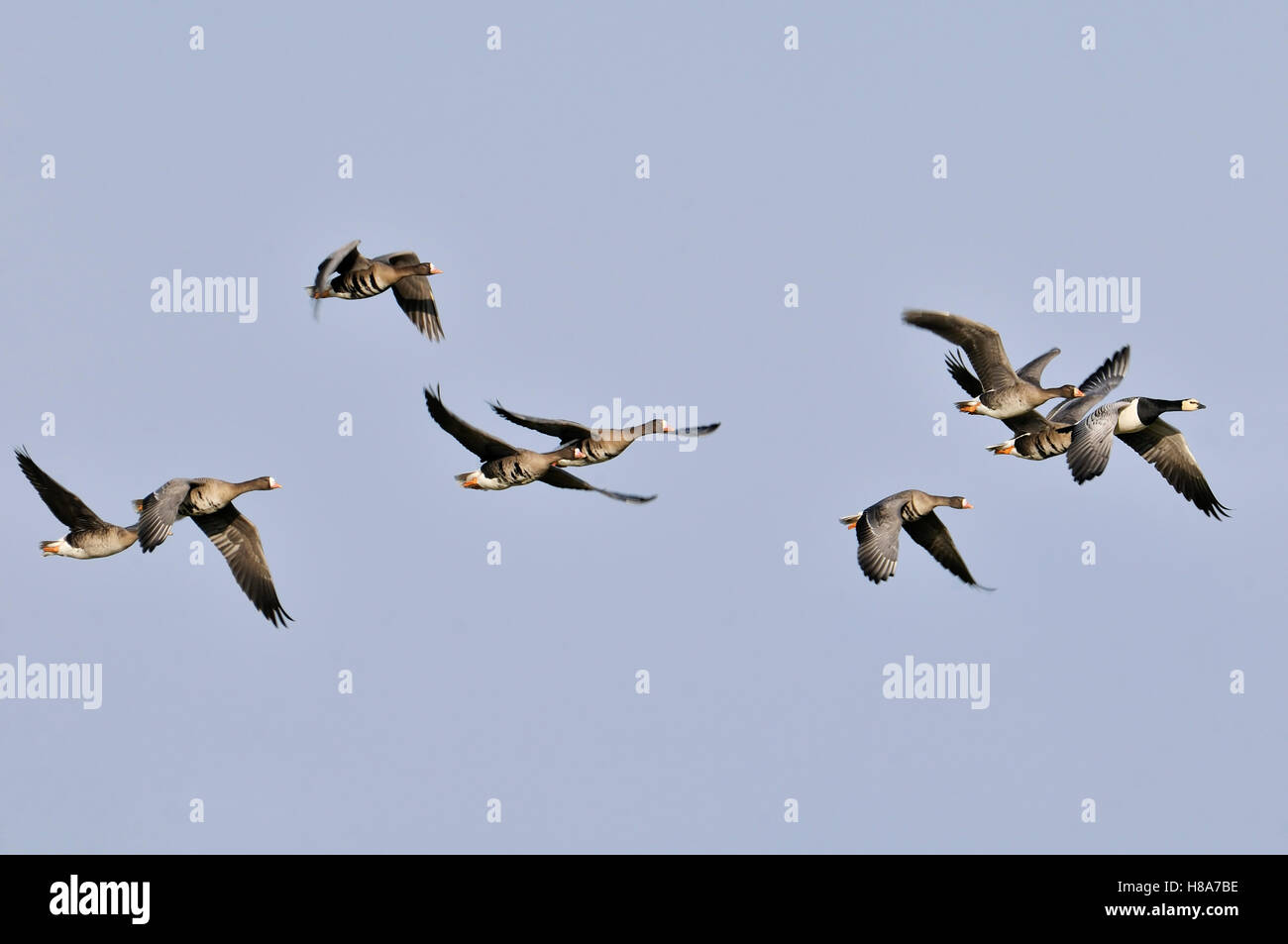 White-fronted Goose (Anser albifrons) flock with one Barnacle Goose ...