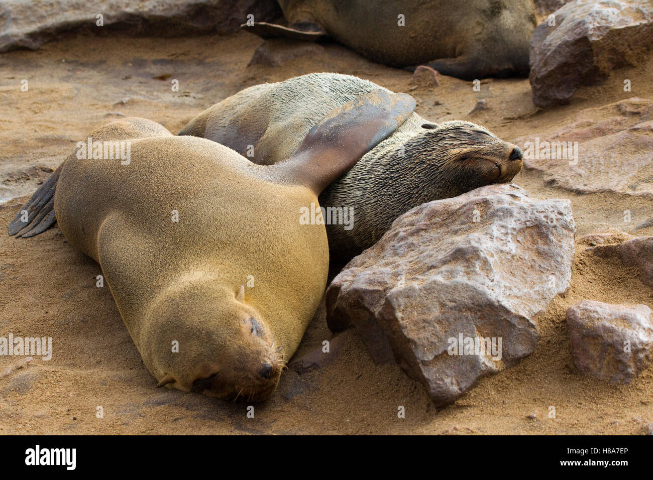 Cape Fur Seal (Arctocephalus pusillus) pair sleeping on beach, Cape ...