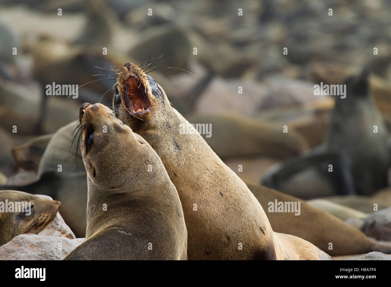 Cape Fur Seal (Arctocephalus pusillus) pair fighting, Cape Cross ...