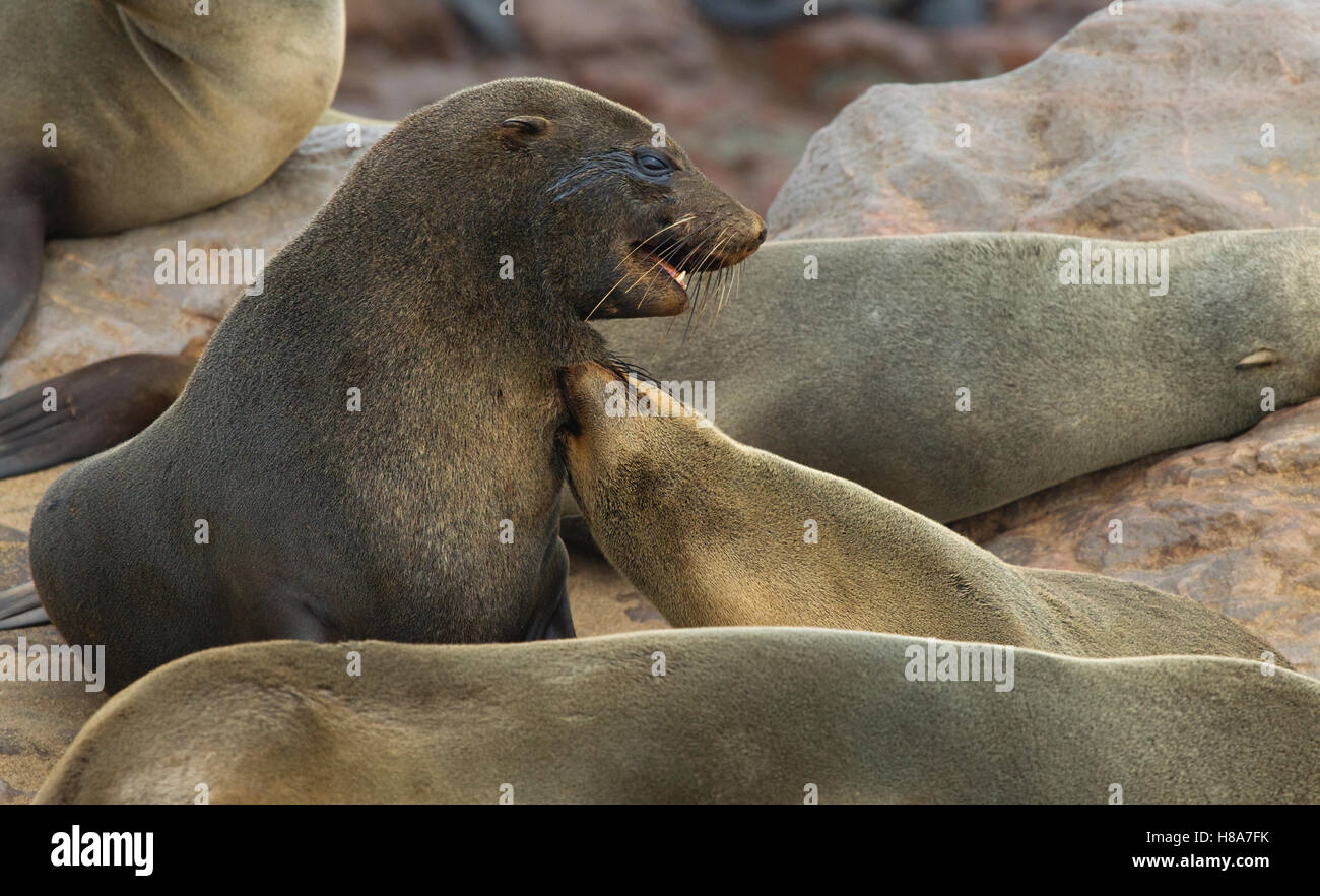 Cape Fur Seal (Arctocephalus pusillus) fighting, Cape Cross, Skeleton ...