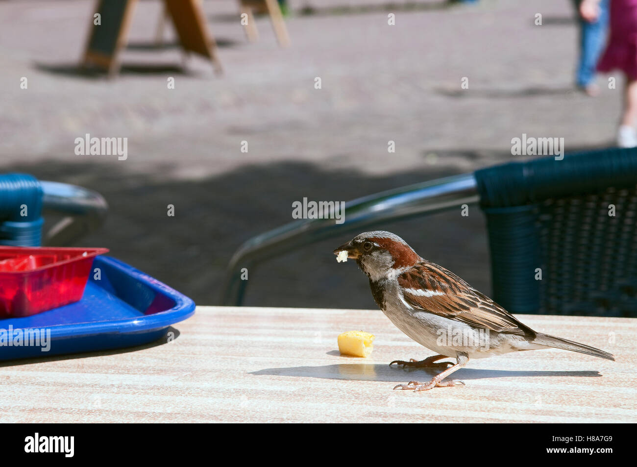 House Sparrow (Passer domesticus) feeding on french fries on city table ...