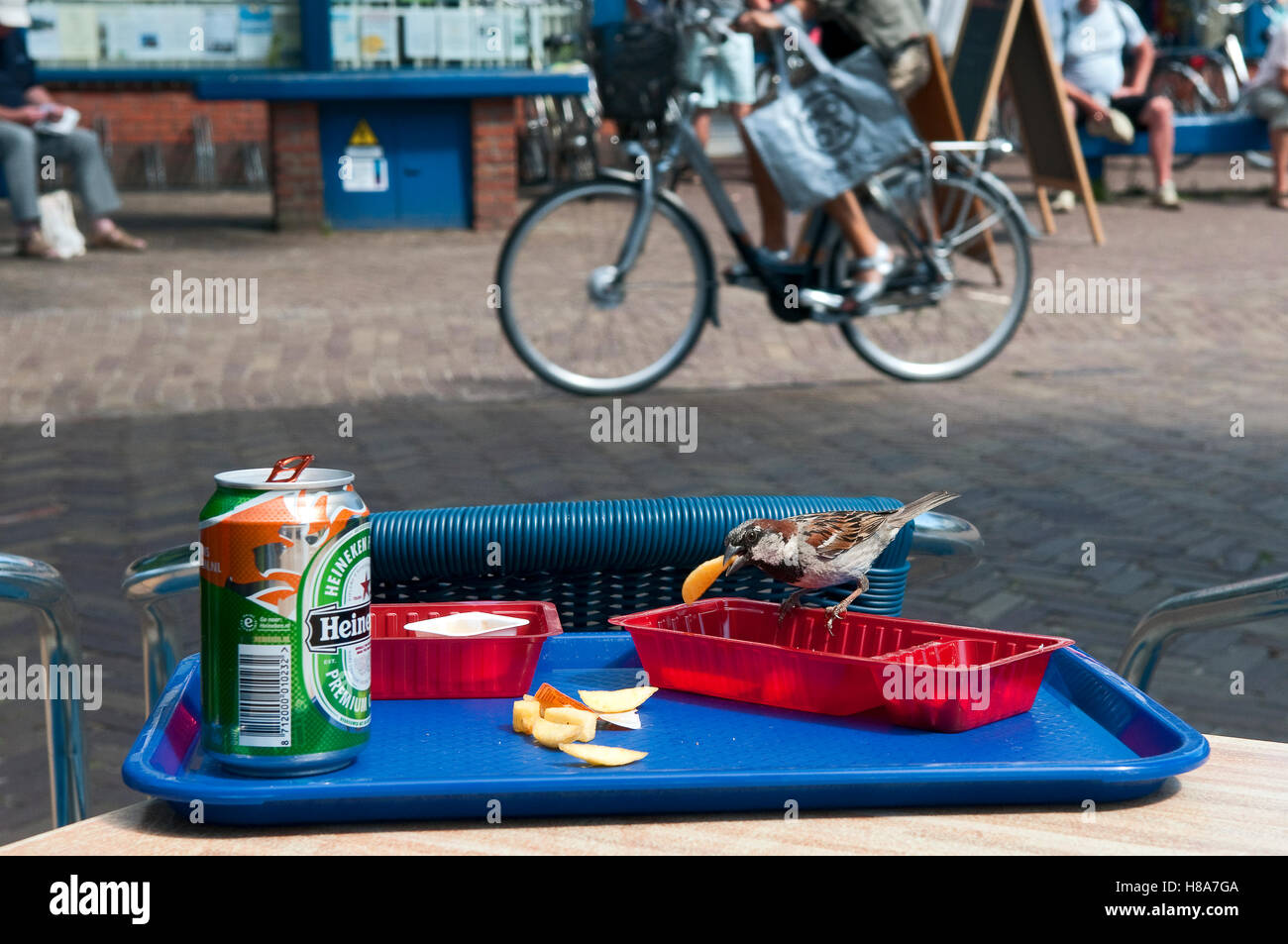 House Sparrow (Passer domesticus) male feeding on french fries ...