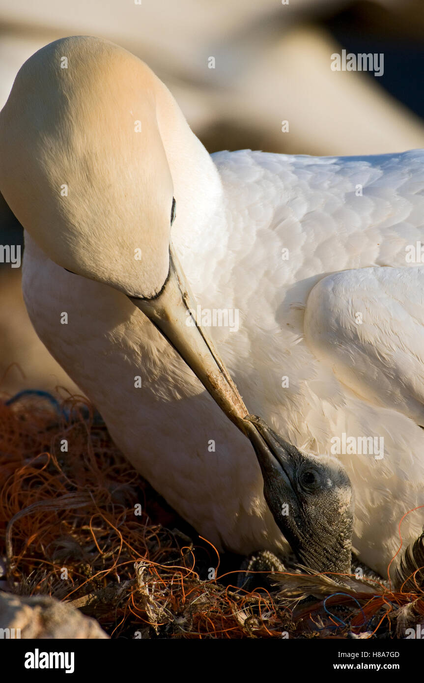 Northern Gannet (Morus bassanus) parent with chick, Helgoland, Germany ...