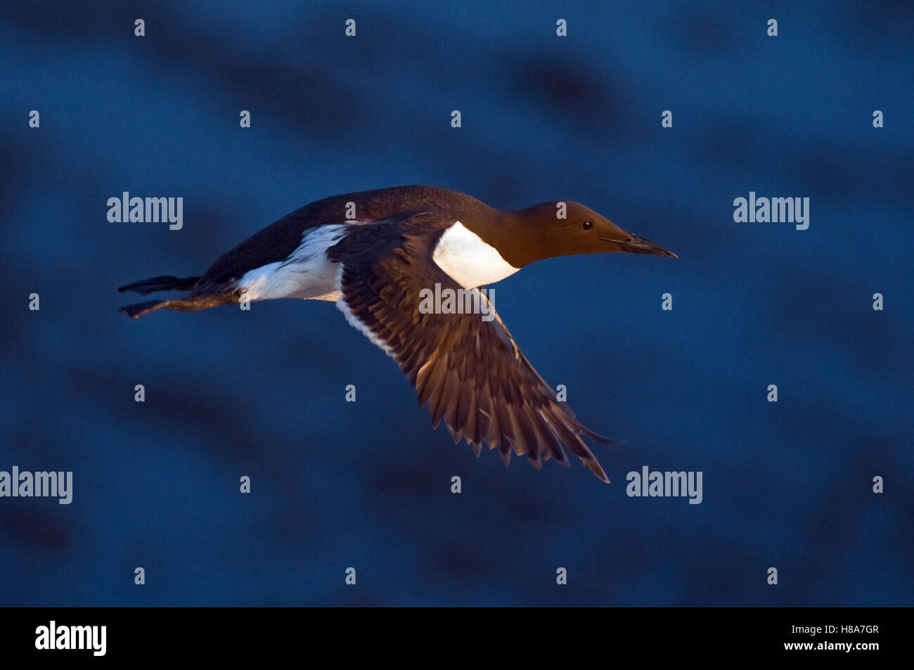 Common Murre (Uria aalge) flying, Helgoland, Germany Stock Photo - Alamy