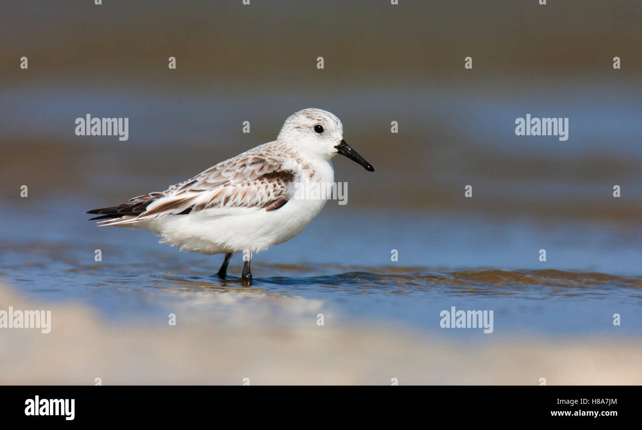 Sanderling (Calidris alba) wading in shallow water, Texel, Noord ...