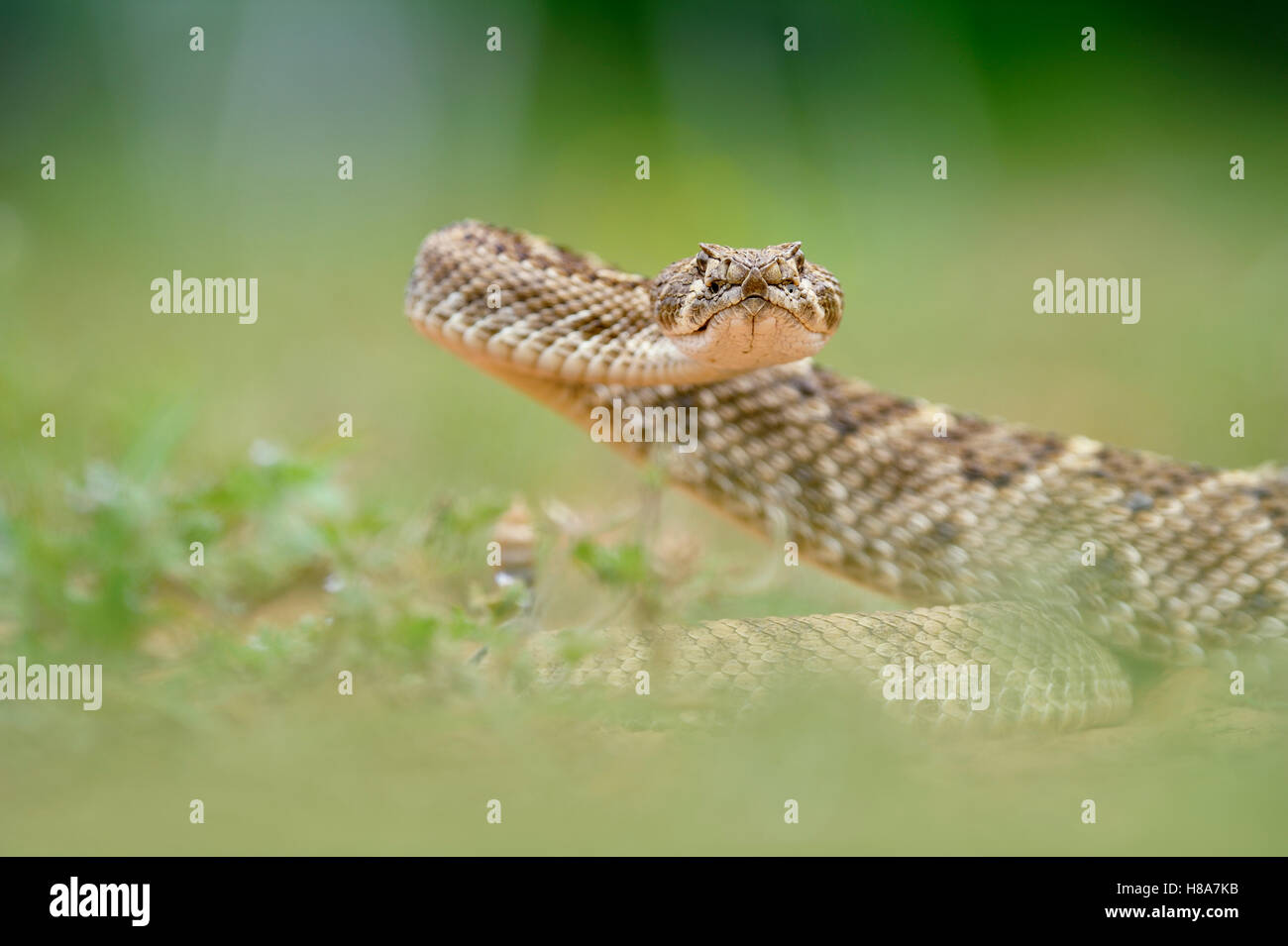 Western Diamondback Rattlesnake (Crotalus atrox) in defensive pose ...