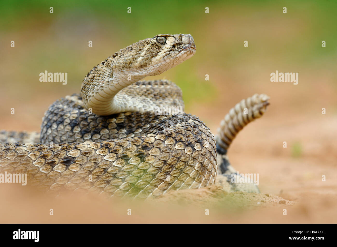 Western Diamondback Rattlesnake (Crotalus atrox) in defensive pose ...