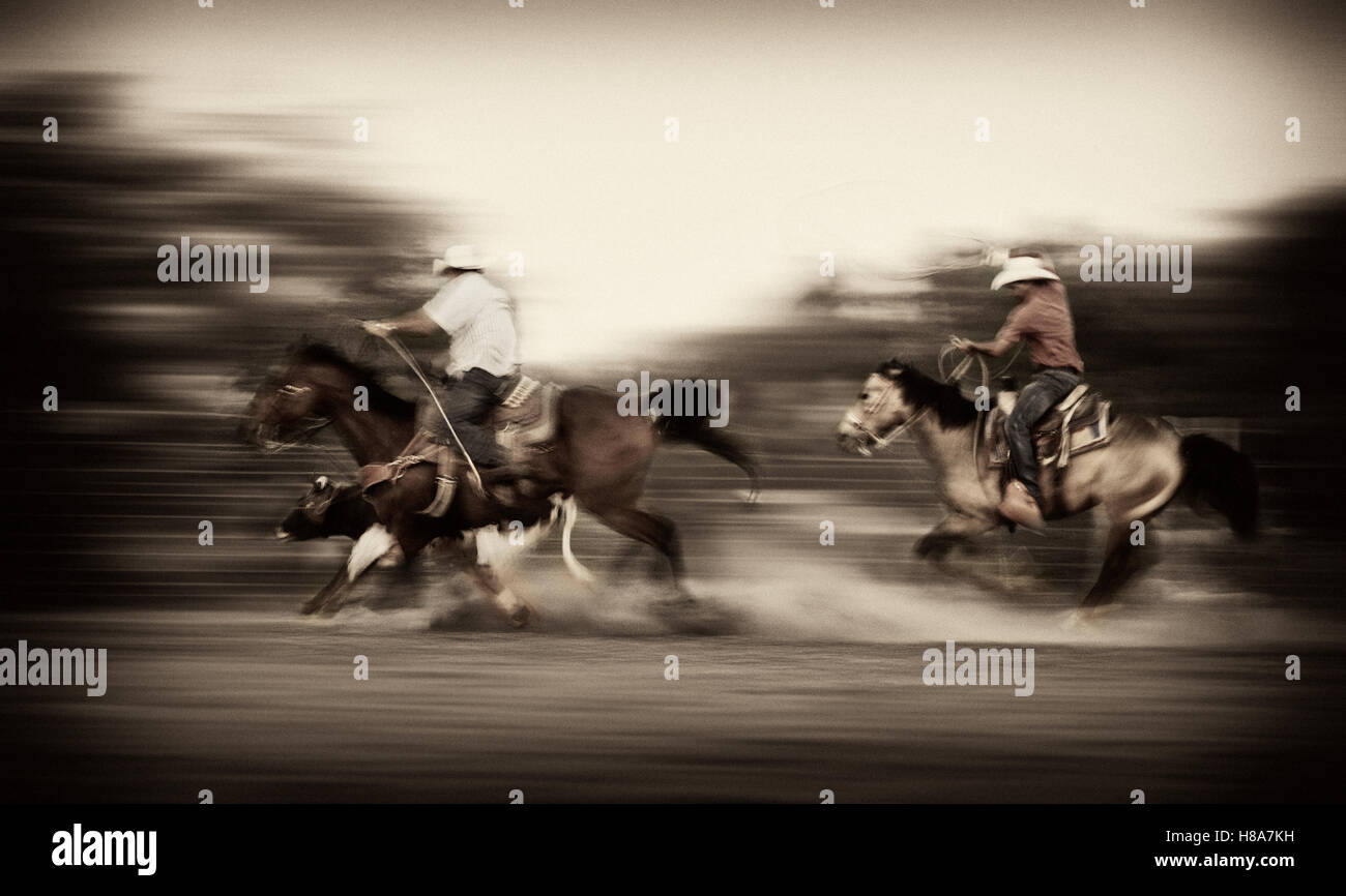 Cowboys roping cattle, Hebbronville, Texas Stock Photo - Alamy