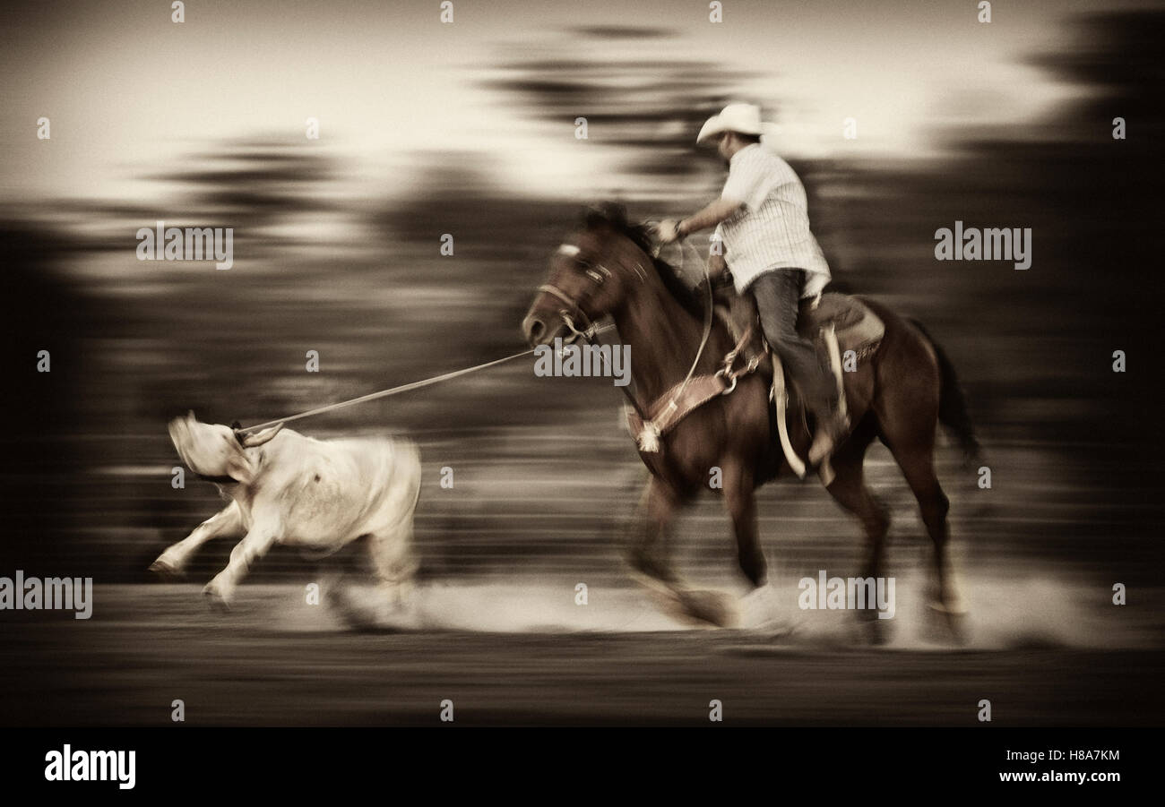 Cowboy roping cow, Hebbronville, Texas Stock Photo - Alamy