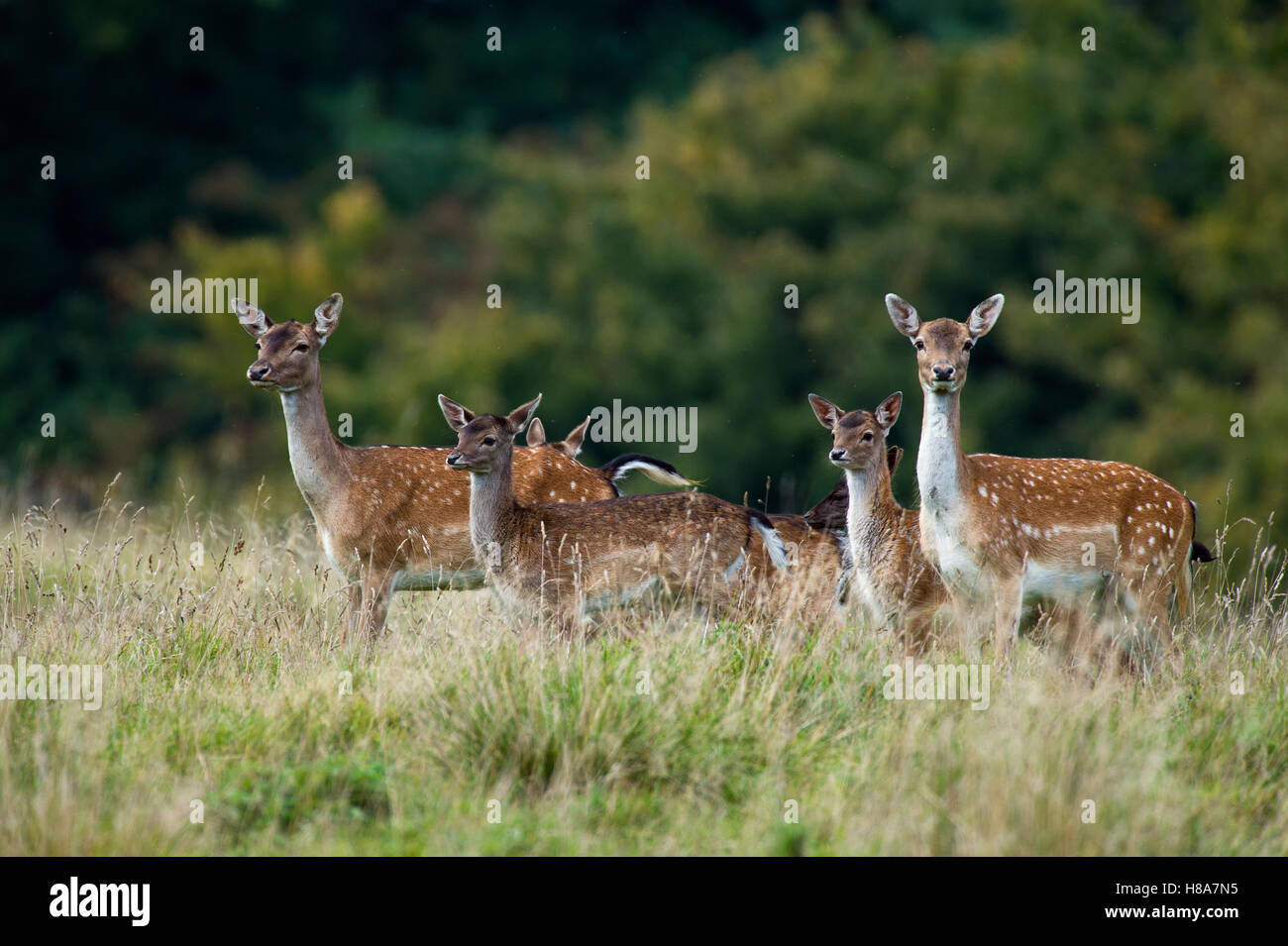Fallow Deer (Dama dama) family, Copenhagen, Denmark Stock Photo - Alamy