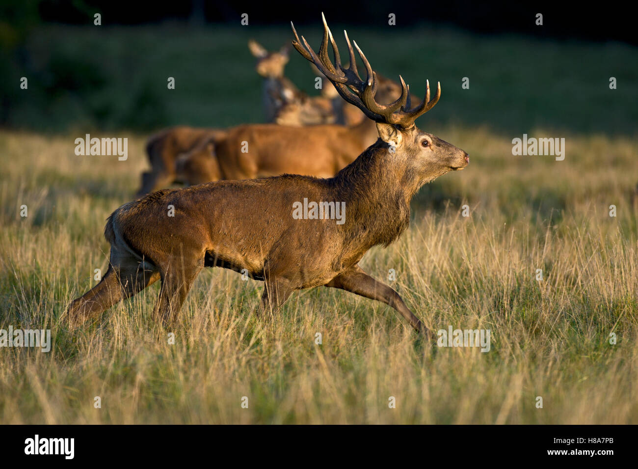 Red Deer (Cervus elaphus) stag walking, Kopenhagen, Denmark Stock Photo ...