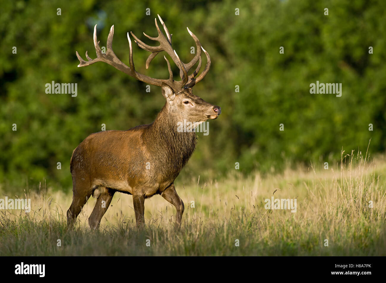 Red Deer (Cervus elaphus) stag, Kopenhagen, Denmark Stock Photo - Alamy