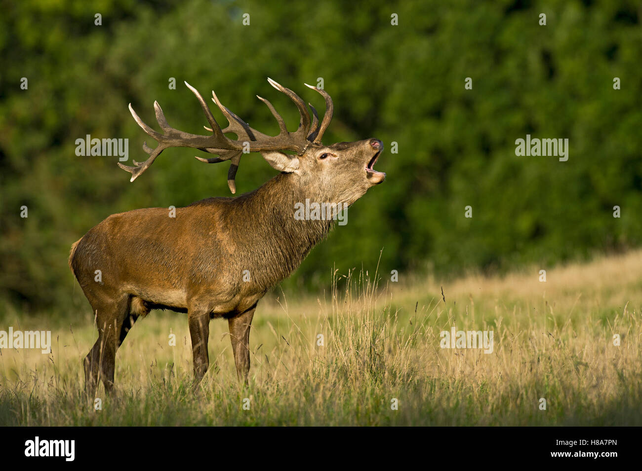 Red Deer (Cervus elaphus) stag bellowing, Kopenhagen, Denmark Stock ...