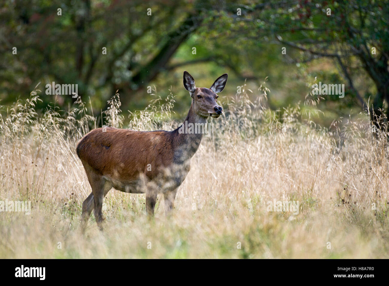 Red Deer (Cervus elaphus) doe, Kopenhagen, Denmark Stock Photo - Alamy