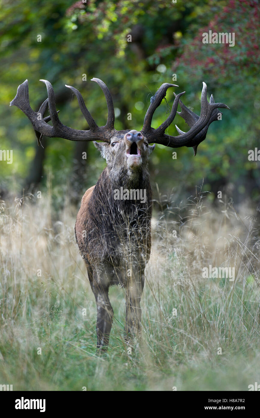 Red Deer (Cervus elaphus) stag bellowing, Kopenhagen, Denmark Stock ...