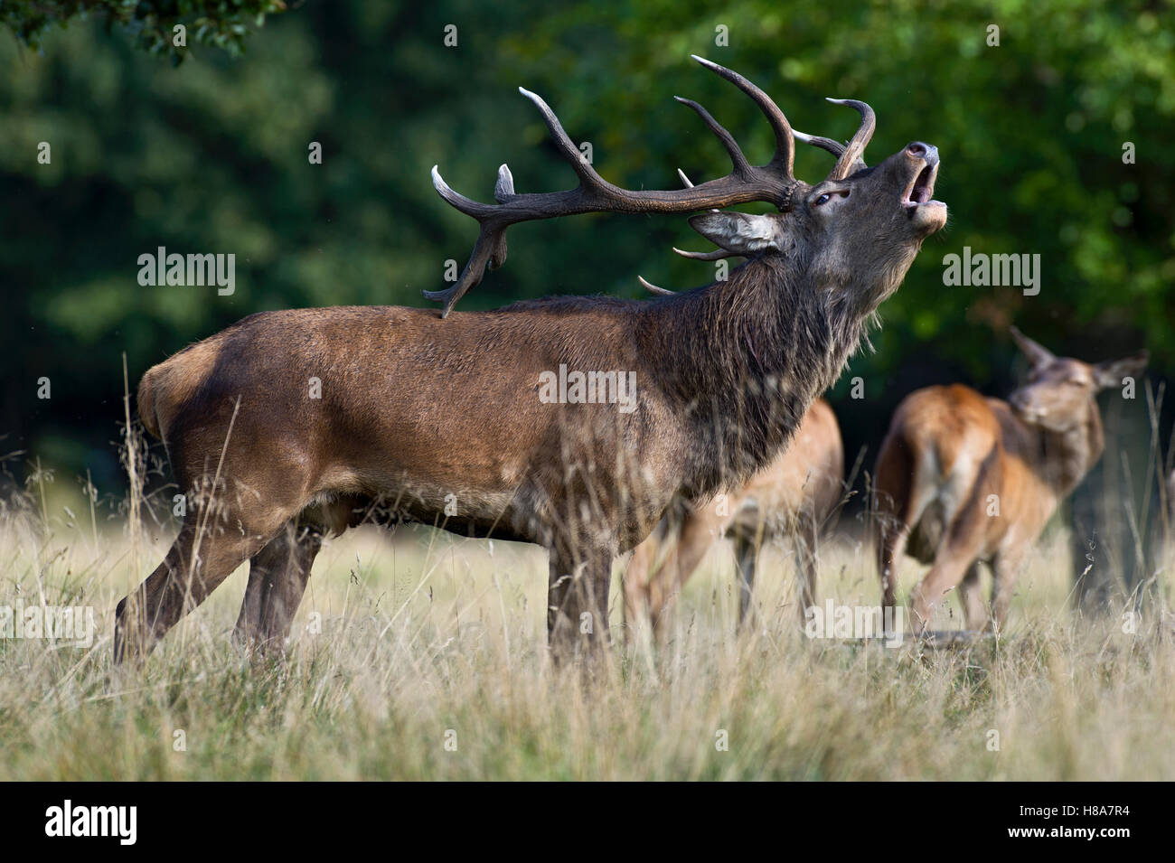 Red Deer (Cervus elaphus) stag bellowing, Kopenhagen, Denmark Stock ...