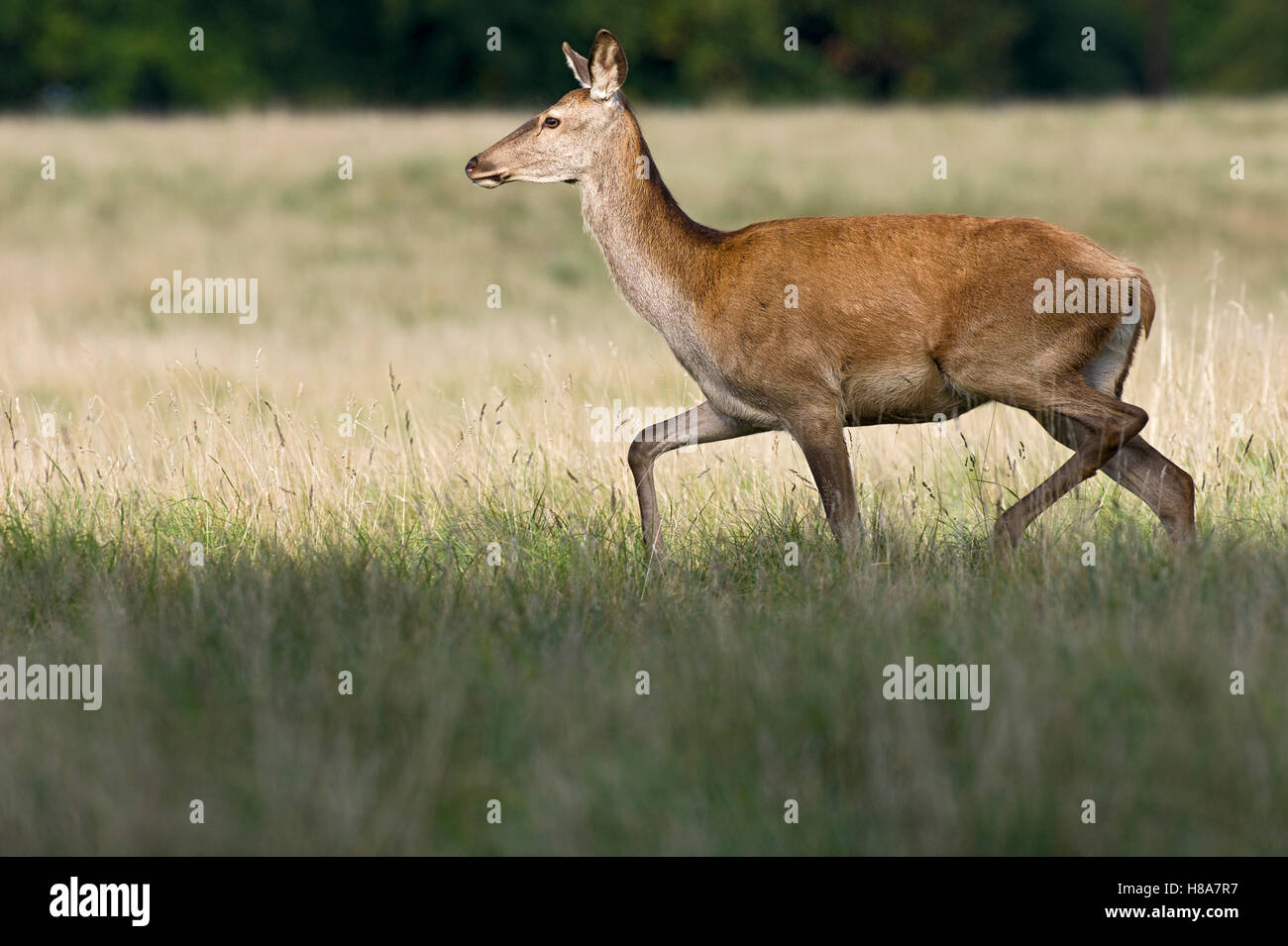Red Deer (Cervus elaphus) doe walking, Kopenhagen, Denmark Stock Photo ...