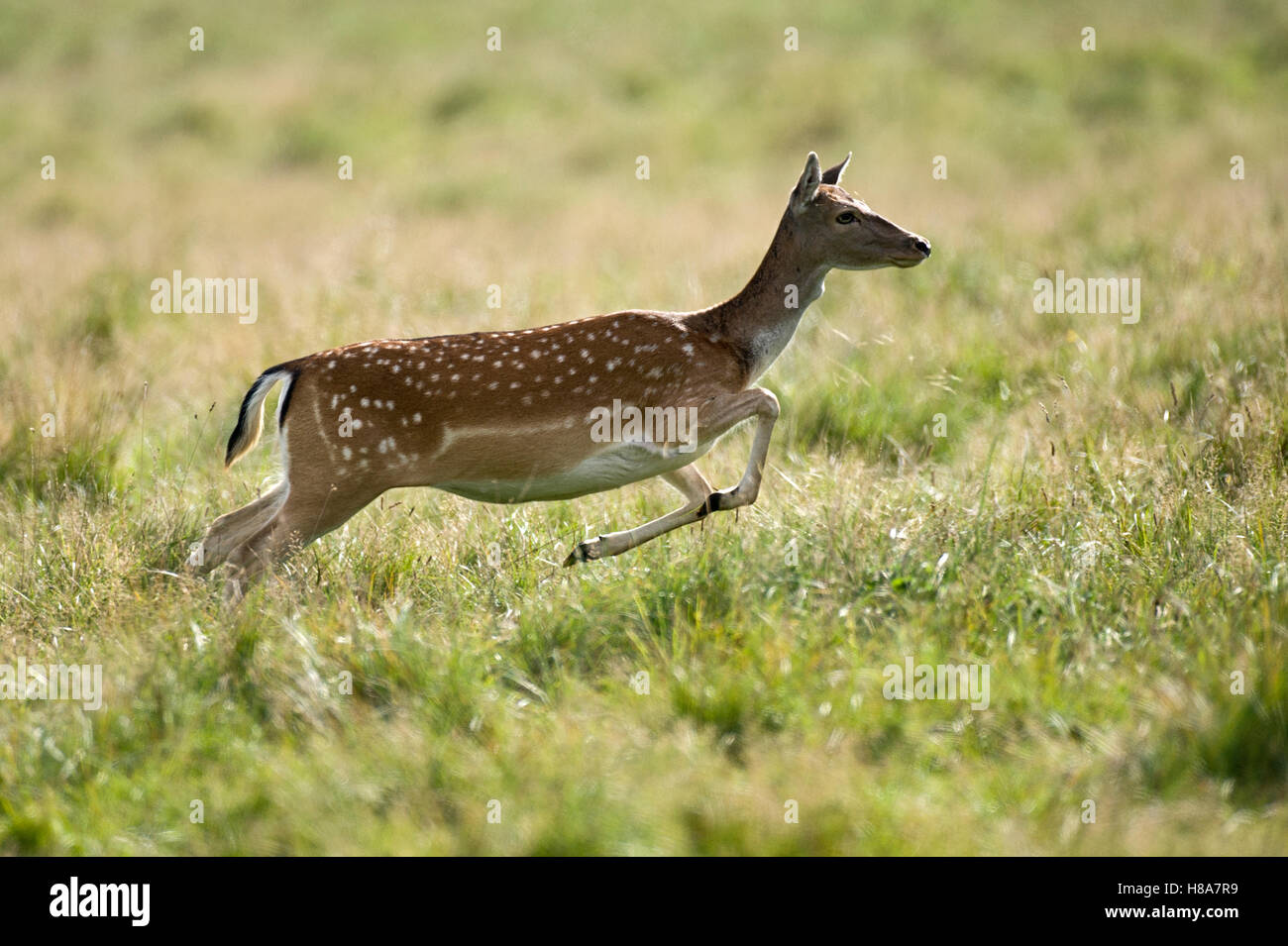 Fallow Deer (Dama dama) doe jumping, Copenhagen, Denmark Stock Photo ...