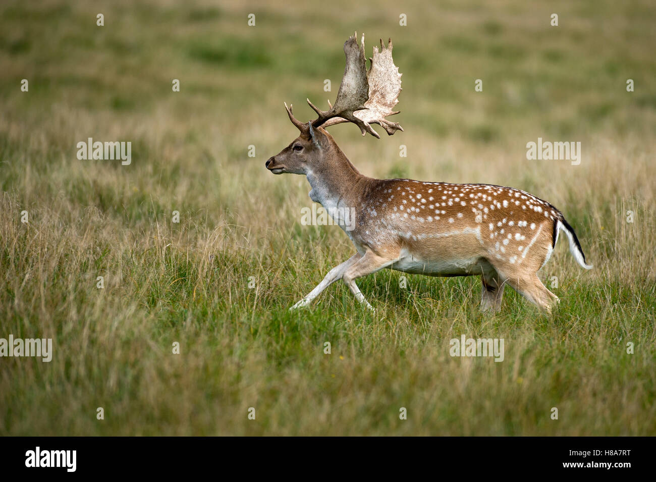 Fallow Deer (Dama dama) buck running in field, Copenhagen, Denmark ...