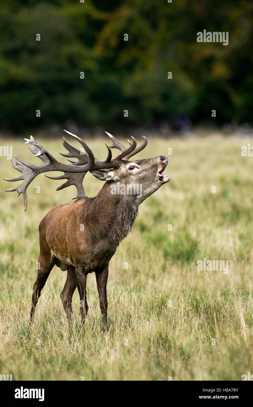Red Deer (Cervus elaphus) stag bellowing, Kopenhagen, Denmark Stock ...