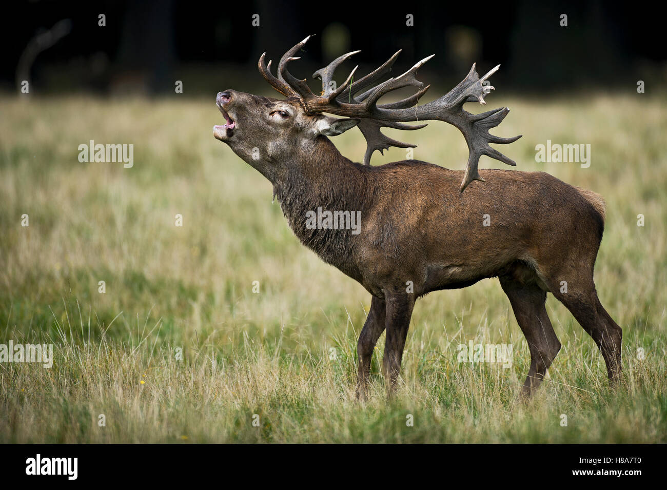 Red Deer (Cervus elaphus) stag bellowing, Kopenhagen, Denmark Stock ...